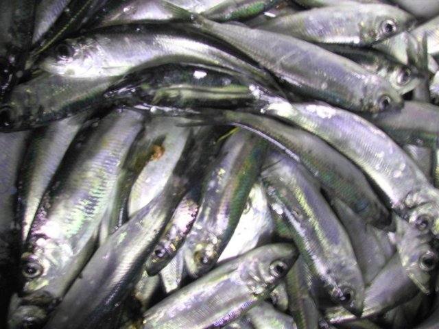 Curry-silakka - Resepti