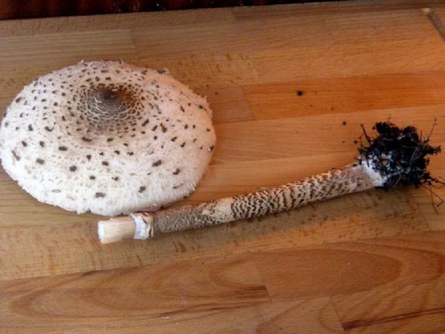 UkonsieniPihvi - Resepti