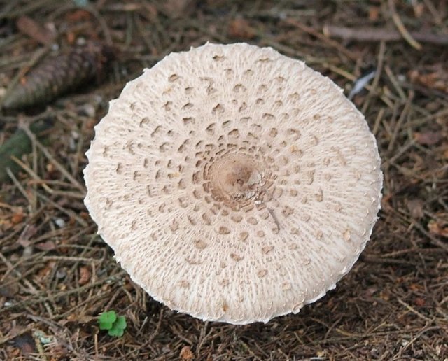 Ukonsientä pannulla - Resepti