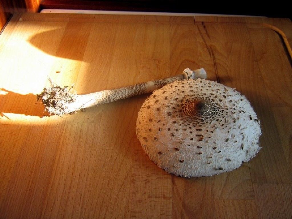 UkonsieniPihvi - Resepti