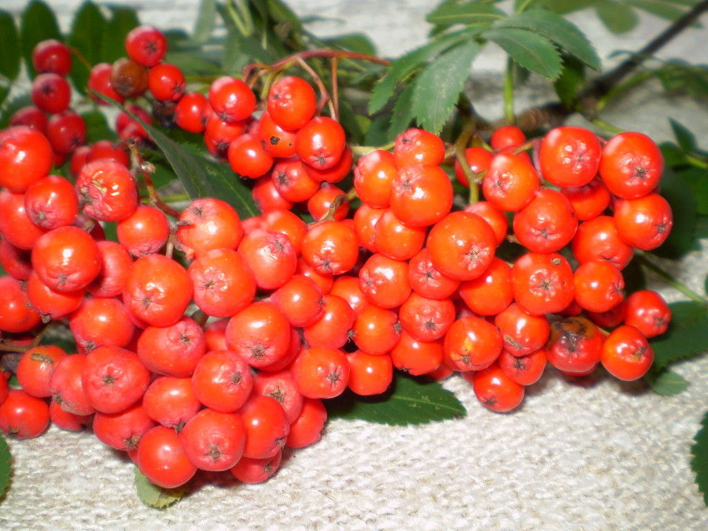 Pihlajanmarjahillo ( 12.9.08) - Resepti