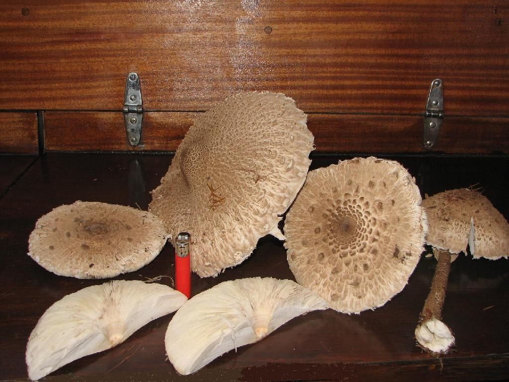 Ukonsieni Pihvi 2 - Resepti