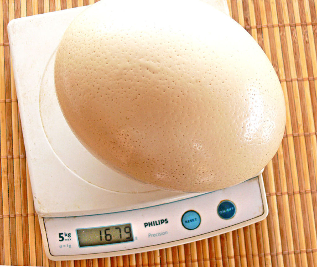 Strutsin munan avaaminen (kuori ehjana) - Resepti