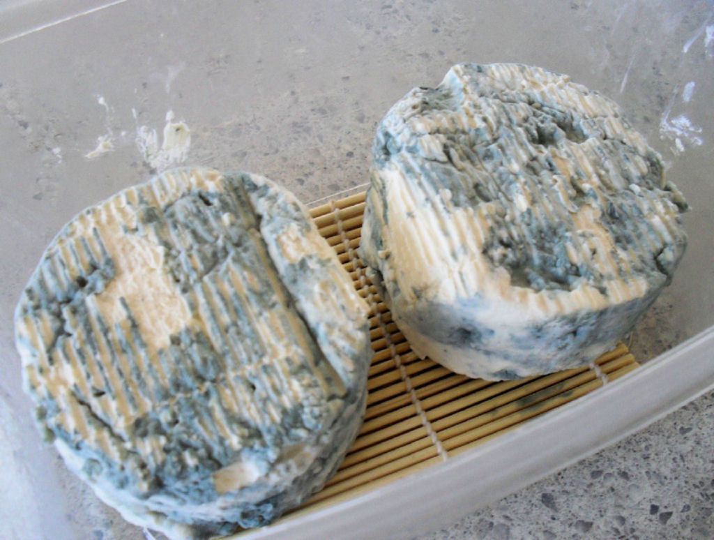 Sinihomejuusto, kotitekoinen - Resepti